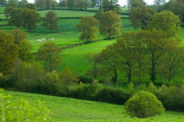 CEE BERRY - Paysage Berrichon